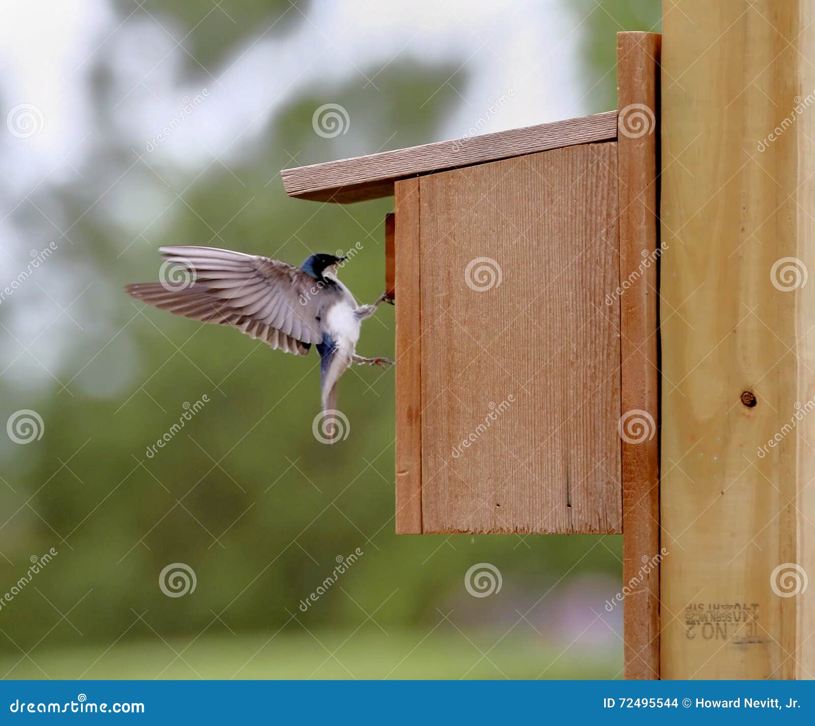 Tree Swallow Arriving at Nesting Box Stock Photo - Image of arriving ...