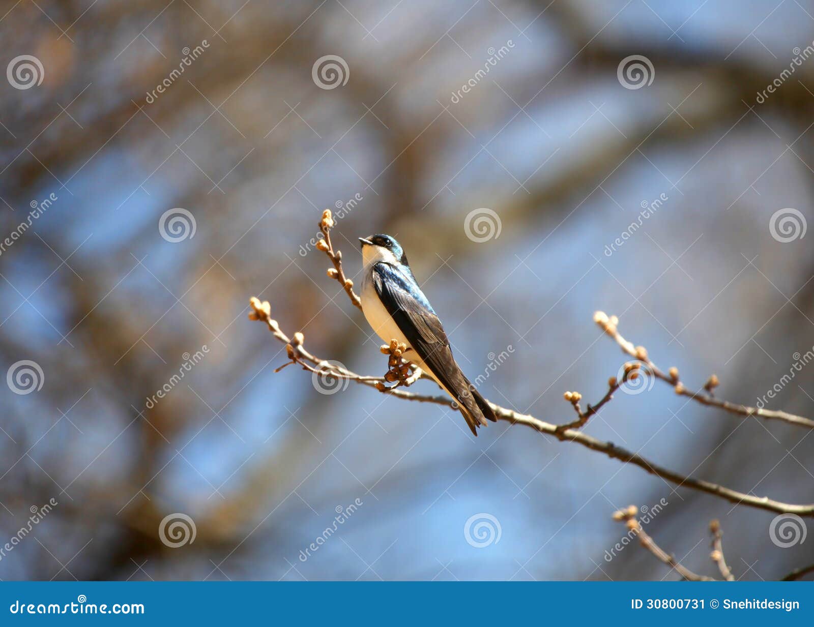 Tree Swallow bird stock image. Image of bright, feet - 30800731