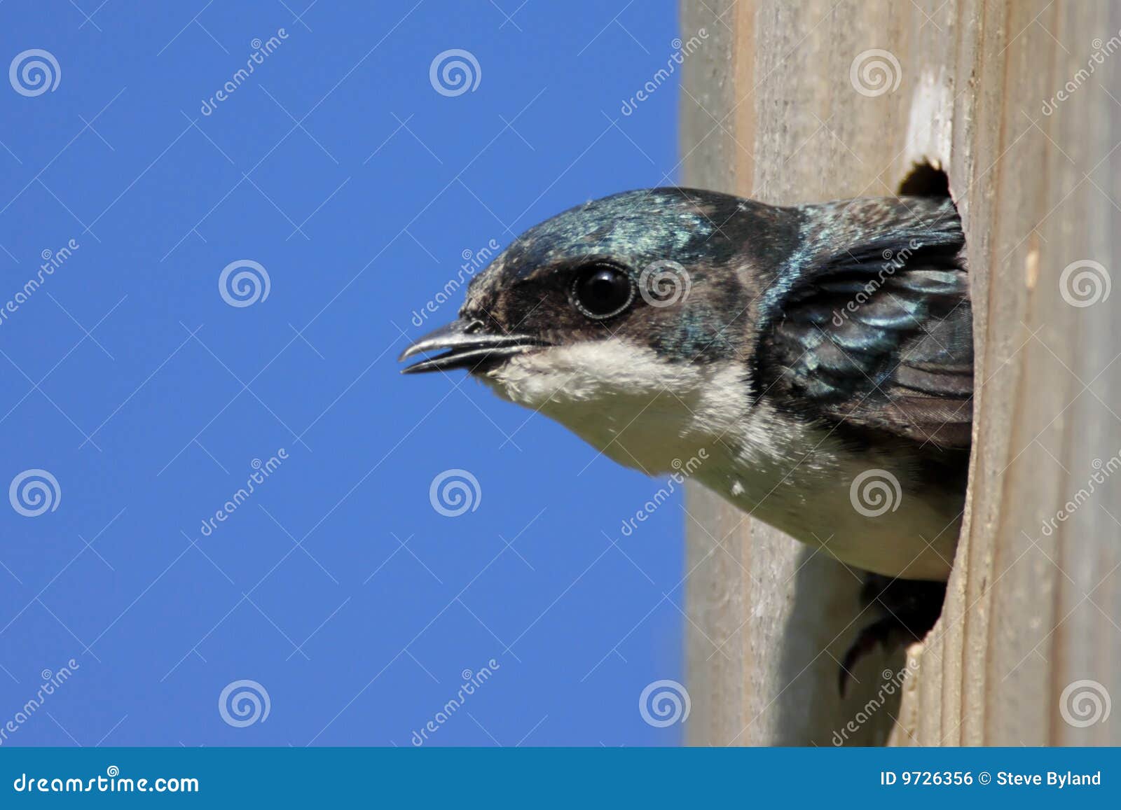 Tree Swallow in a Bird House Stock Photo - Image of avian, fauna: 9726356