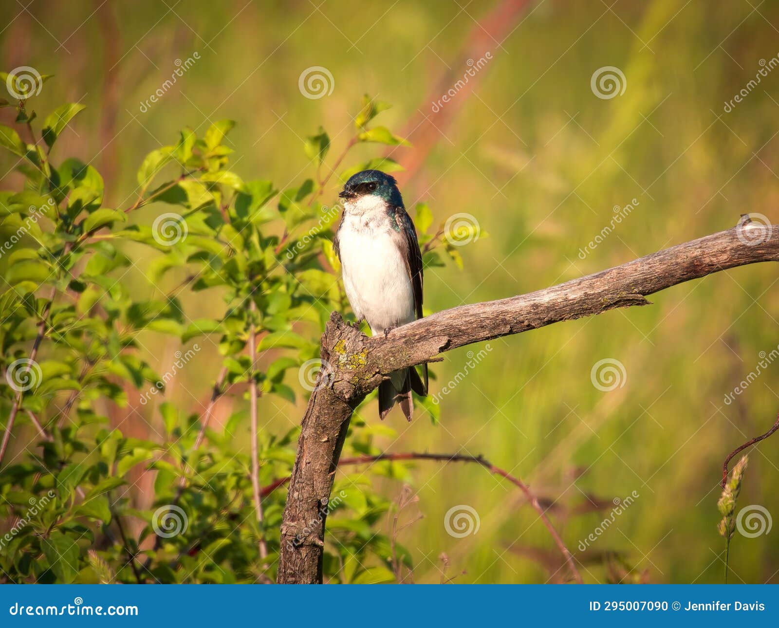 Tree Swallow Bird Perched at the Corner of a Bare Branch in Front of ...