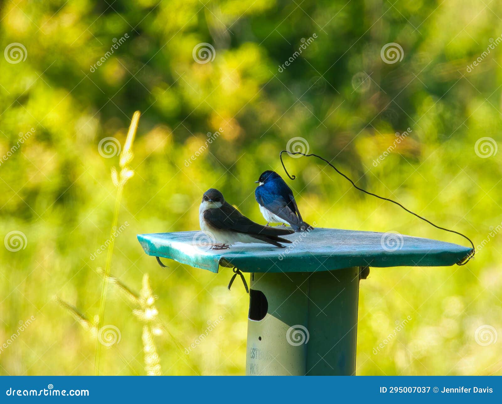Tree Swallow Birds Sit on Top of a Nesting Box in the Prairie Stock ...