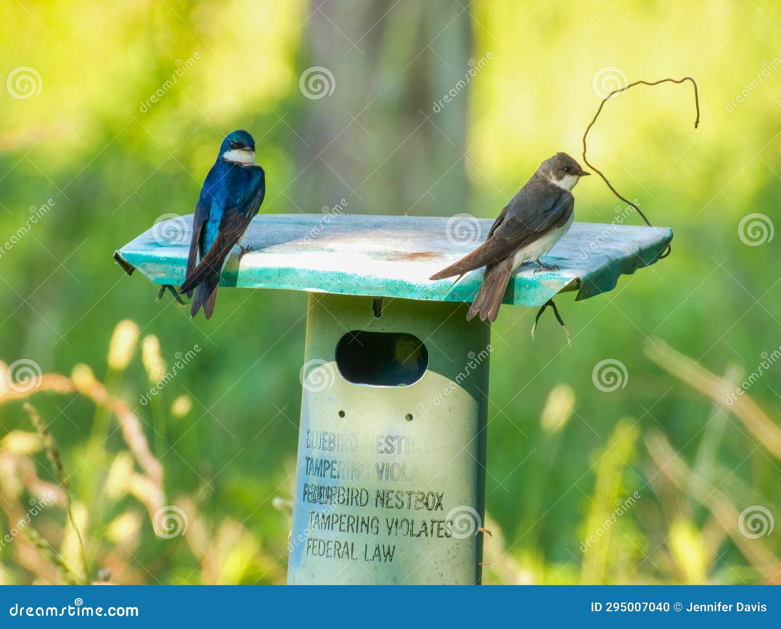 Tree Swallow Birds Sit on Top of a Nesting Box in the Prairie Stock ...