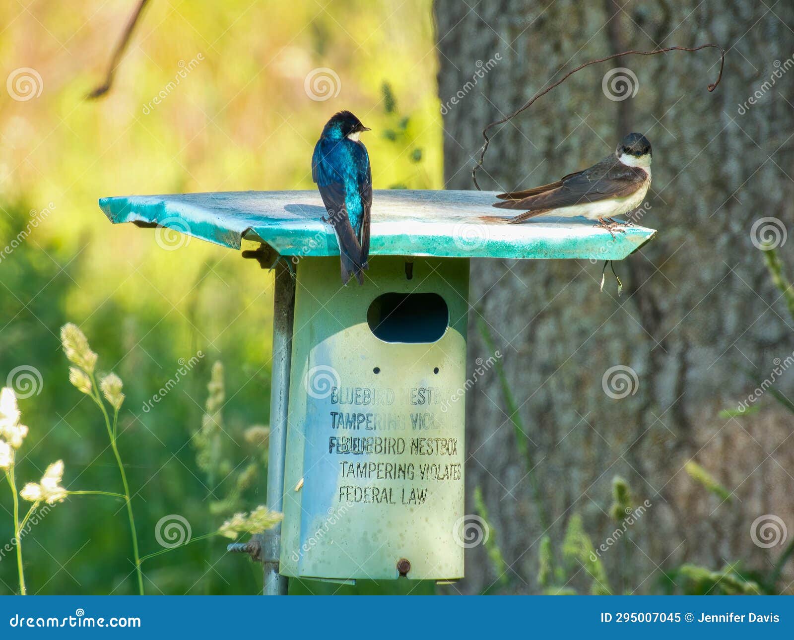 Tree Swallow Birds Sit on Top of a Nesting Box in the Prairie Stock ...