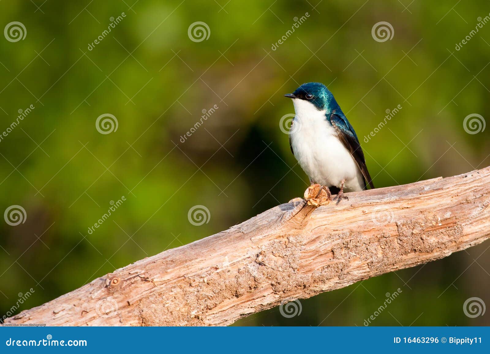 Tree Swallow on Branch stock photo. Image of wings, webster - 16463296