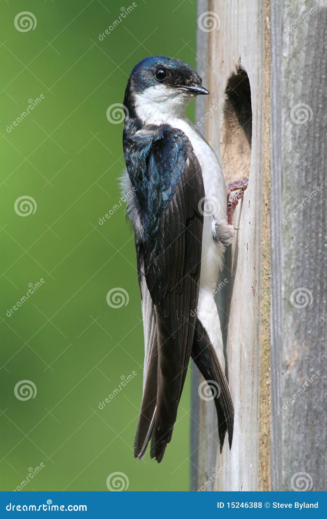 Tree Swallow Bringing Food To a Nest Stock Photo - Image of birds ...