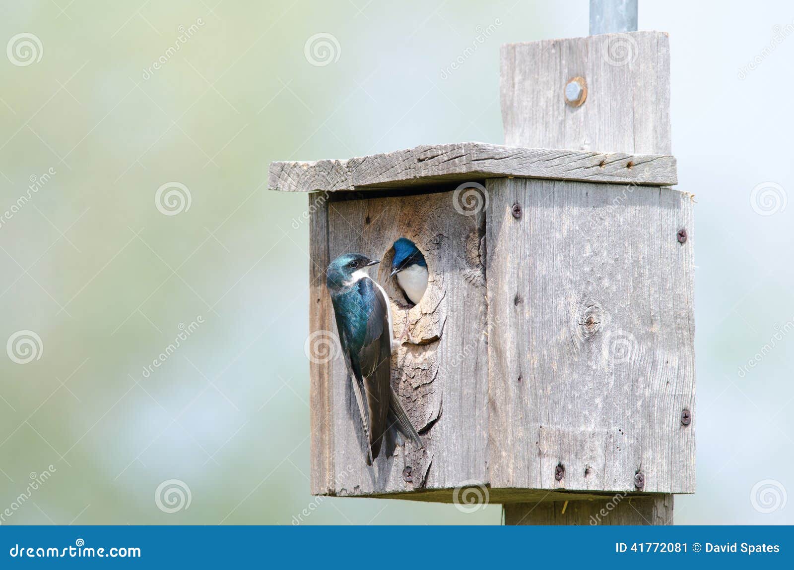Tree swallow couple stock image. Image of passerine, blue - 41772081