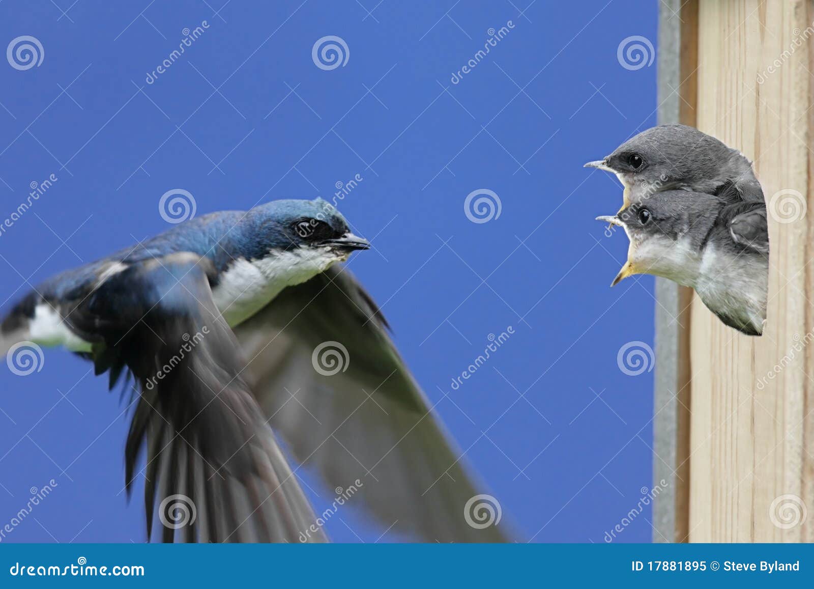 Tree Swallow Feeding Babies Stock Image - Image of food, bird: 17881895
