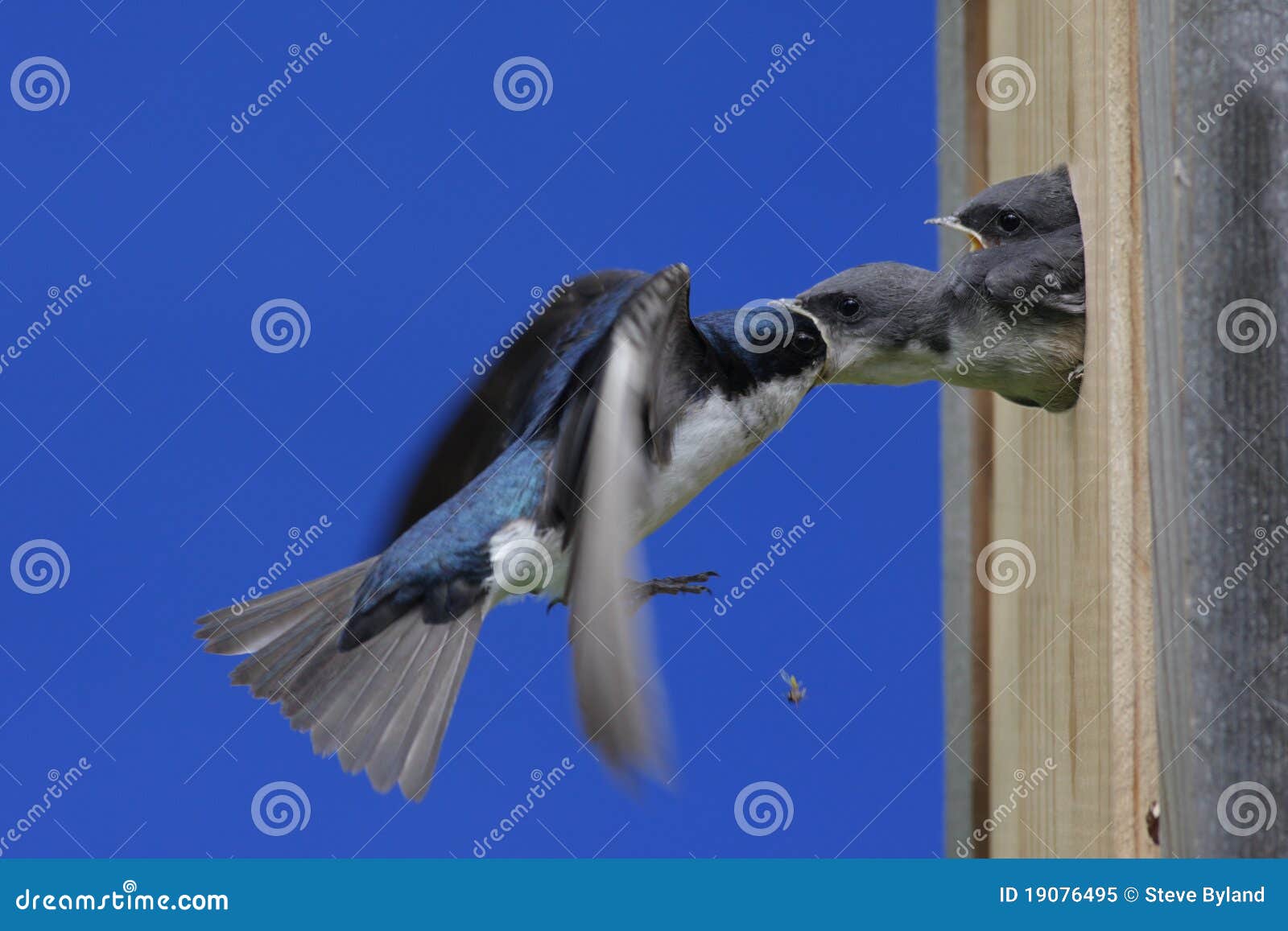 Tree Swallow Feeding Babies Stock Image - Image of swallow, food: 19076495