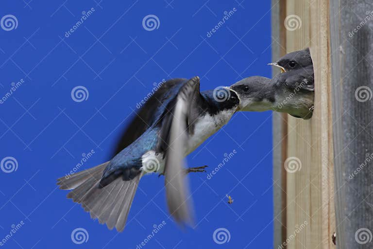 Tree Swallow Feeding Babies Stock Image - Image of swallow, food: 19076495