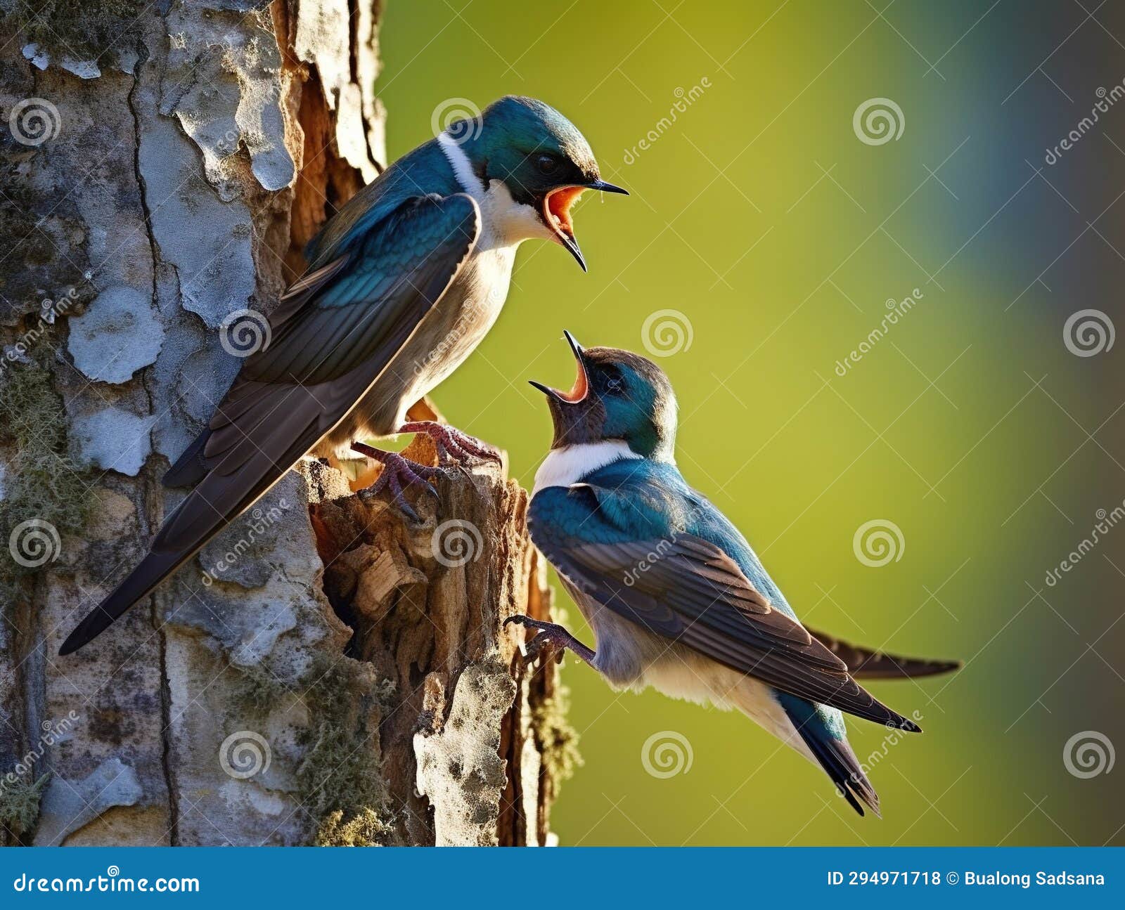 Tree Swallow Feeding Babies Made with Generative AI Illustration Stock ...