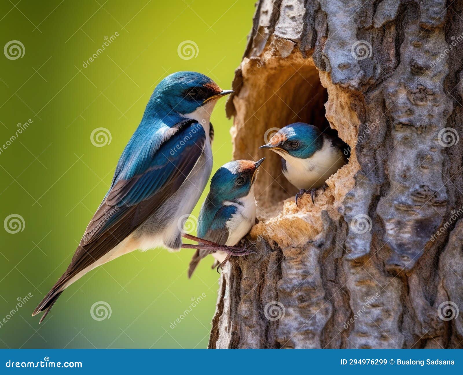 Tree Swallow Feeding Babies Made with Generative AI Illustration Stock ...