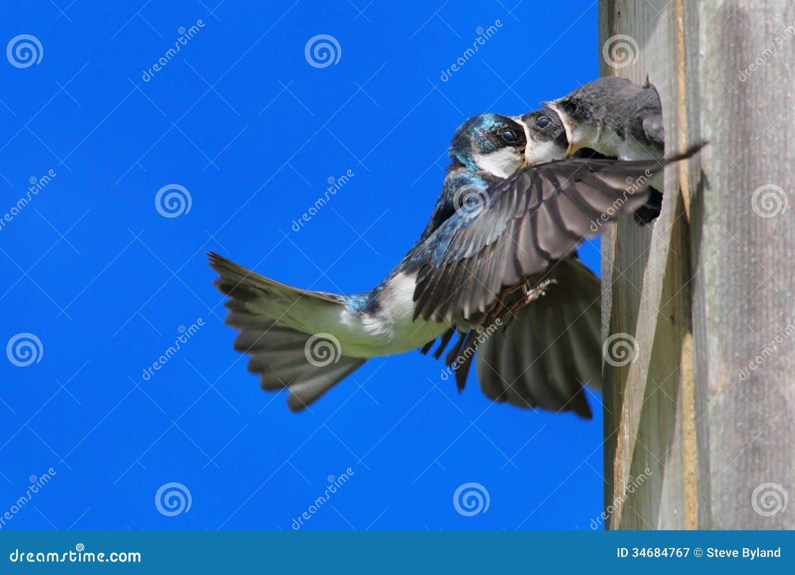 Tree Swallow Feeding Babies Stock Image - Image of feathers, swallow ...
