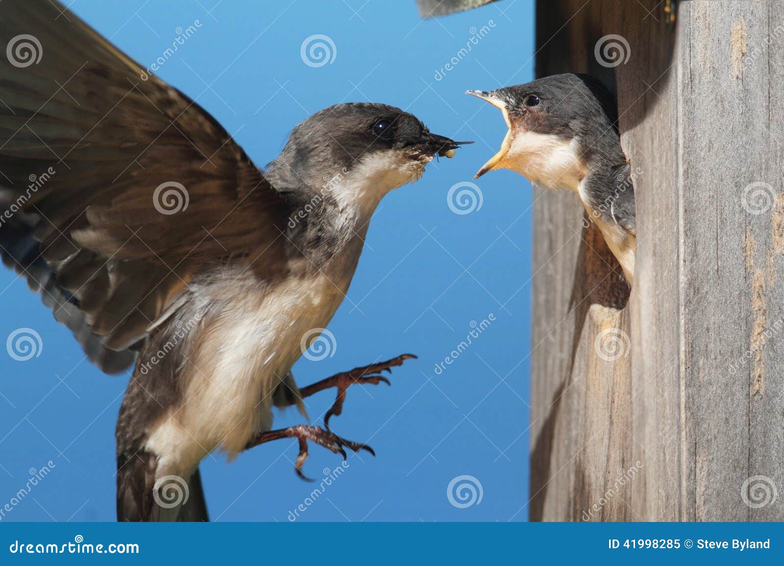 Tree Swallow Feeding Babies Stock Image - Image of tachycineta ...