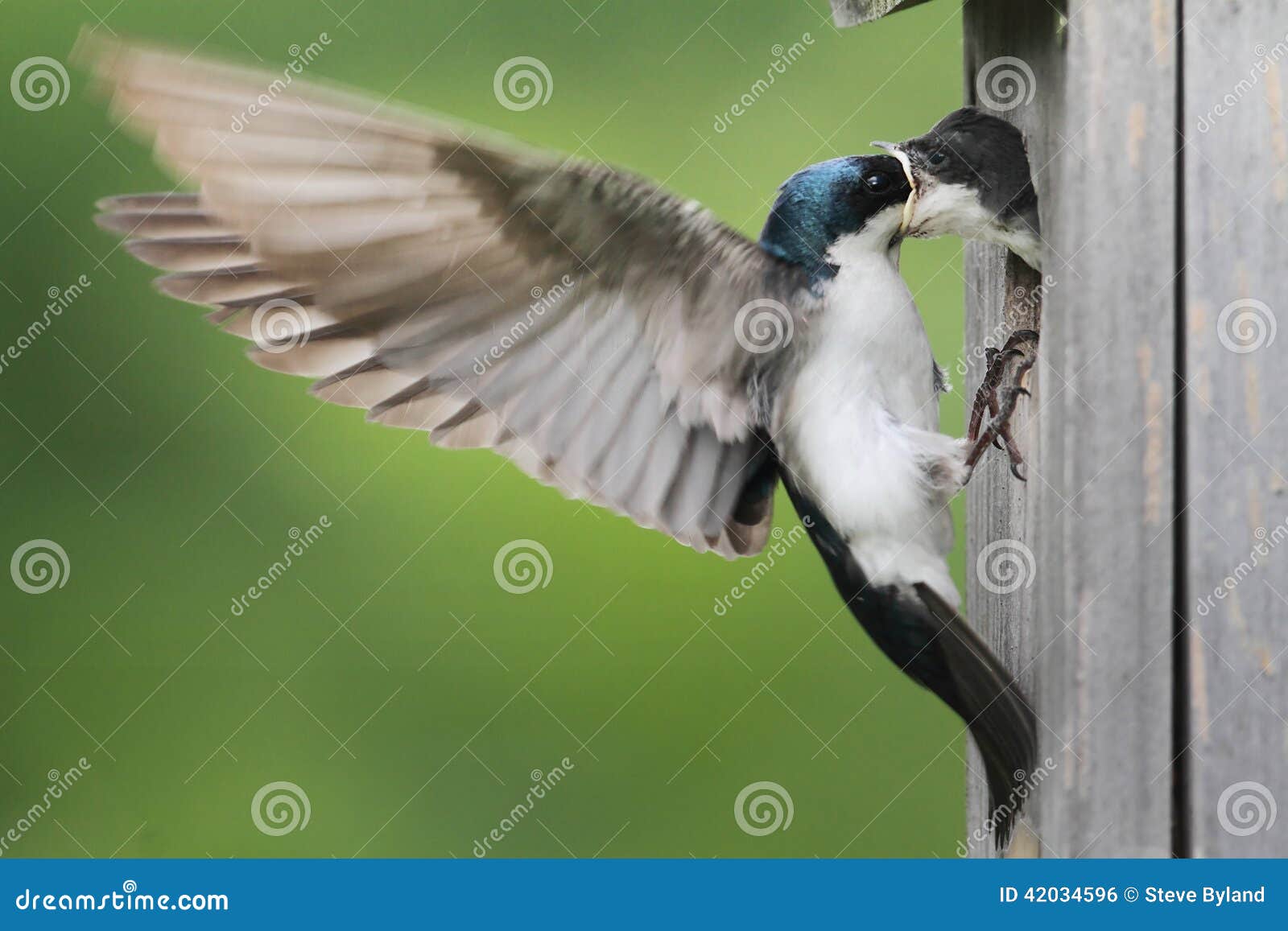 Tree Swallow Feeding Babies Stock Photo - Image of food, eating: 42034596