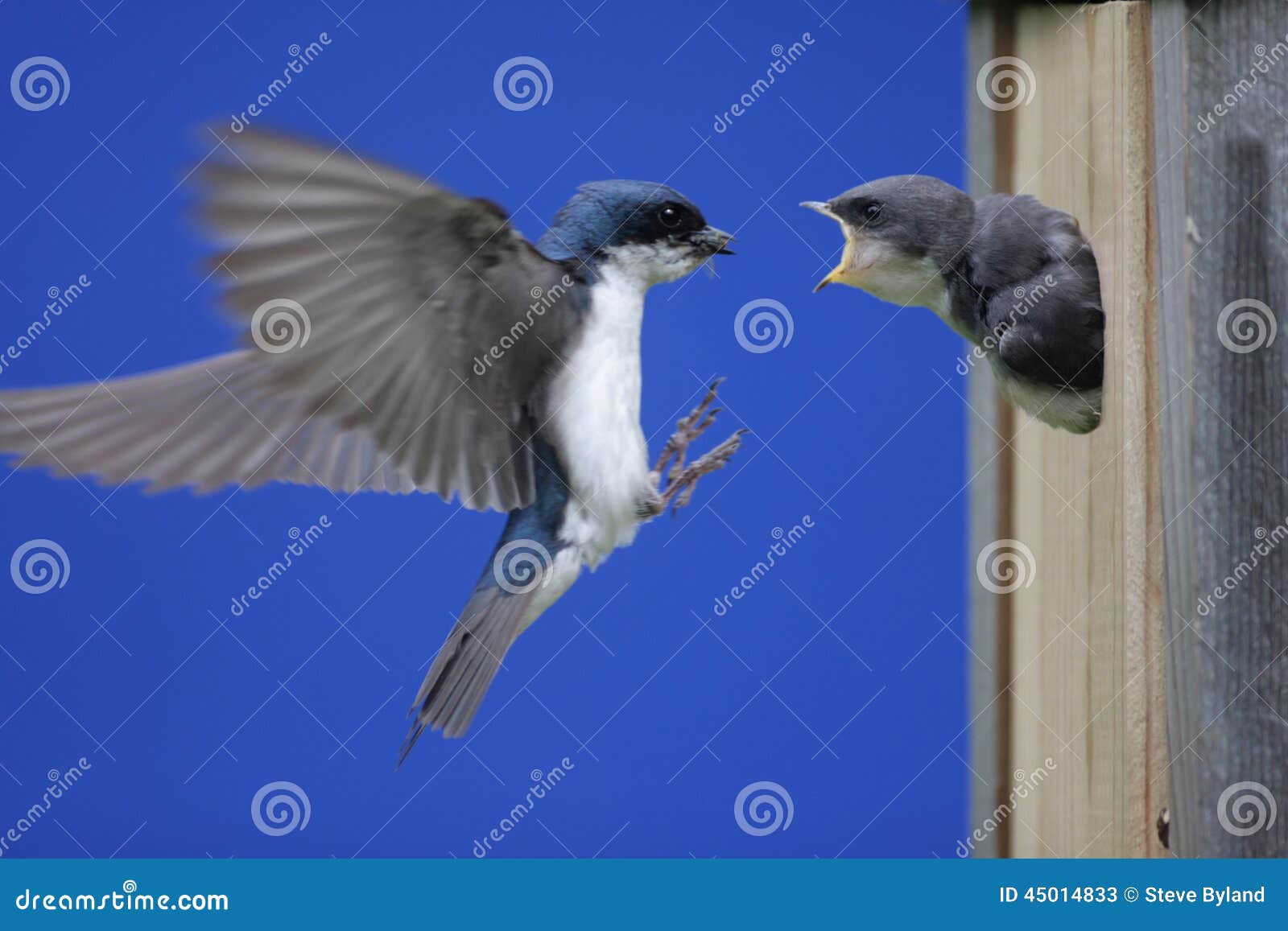 Tree Swallow Sitting Stock Photography | CartoonDealer.com #42119708