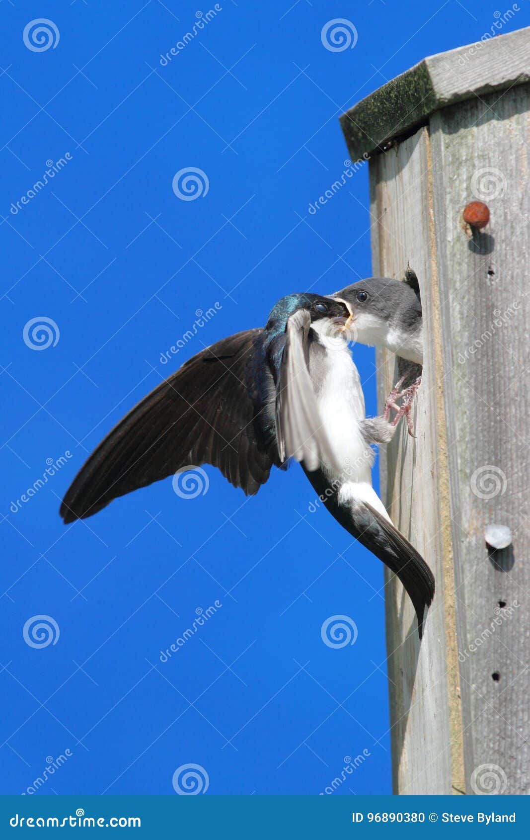 Tree Swallow Feeding Babies Stock Photo - Image of eating, tree: 96890380