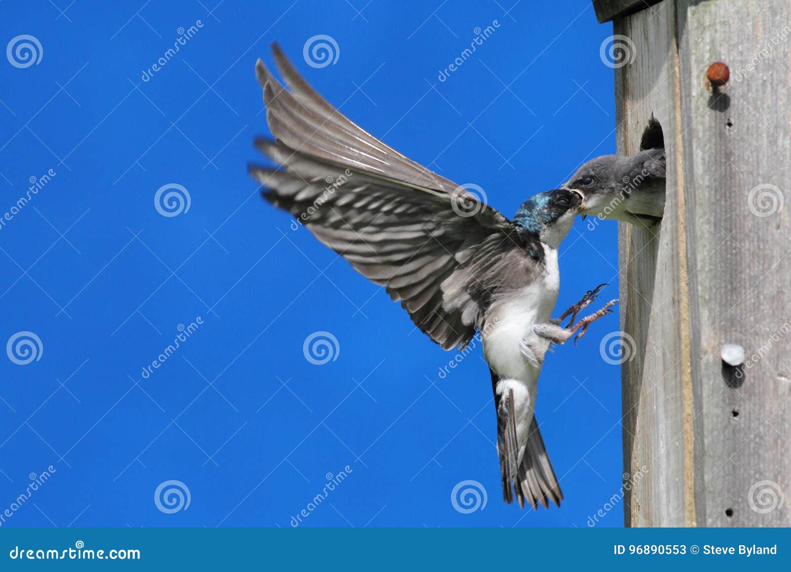 Tree Swallow Feeding Babies Stock Image - Image of wildlife, wing: 96890553