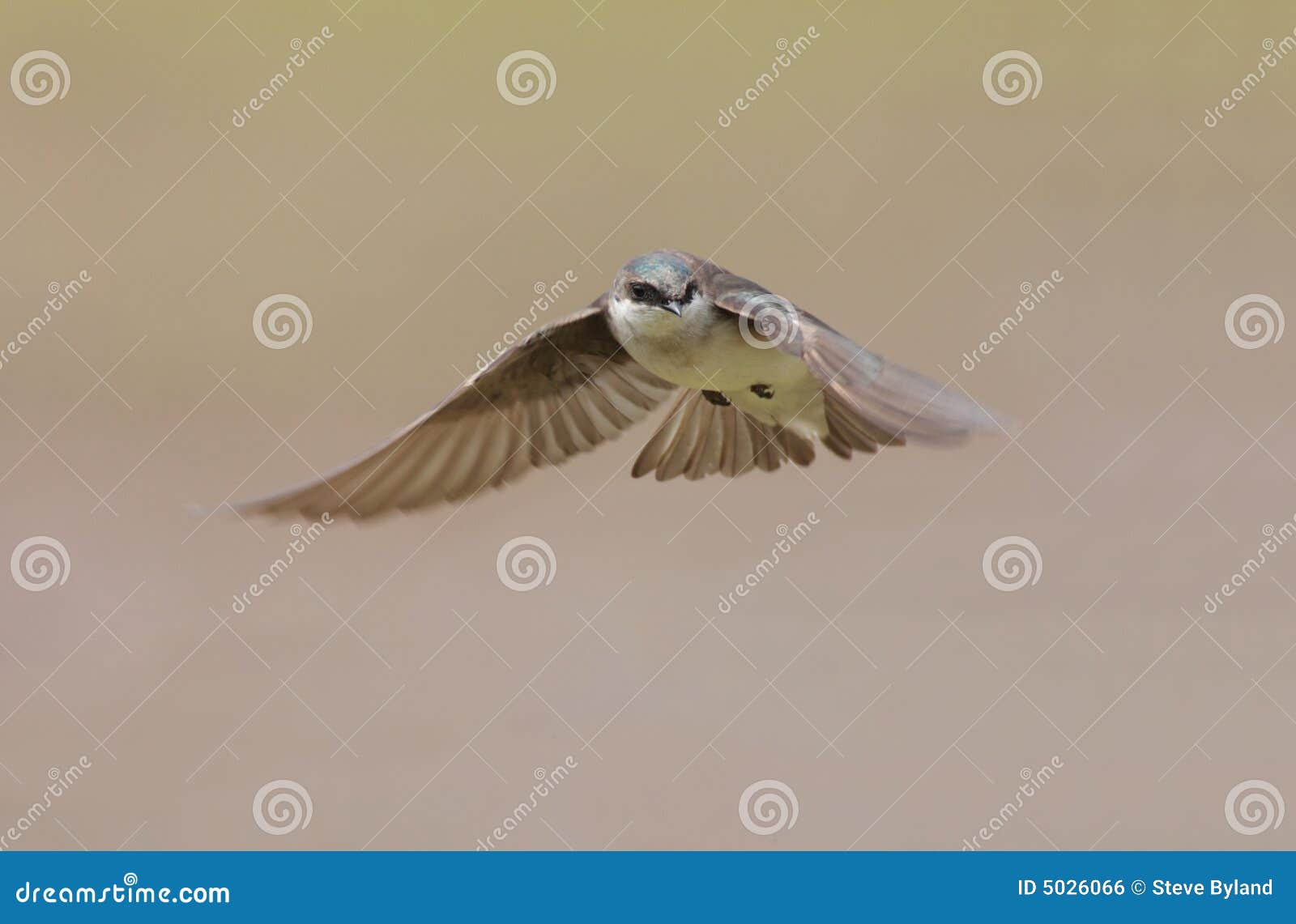 Tree Swallow in flight stock photo. Image of bicolor, fauna - 5026066