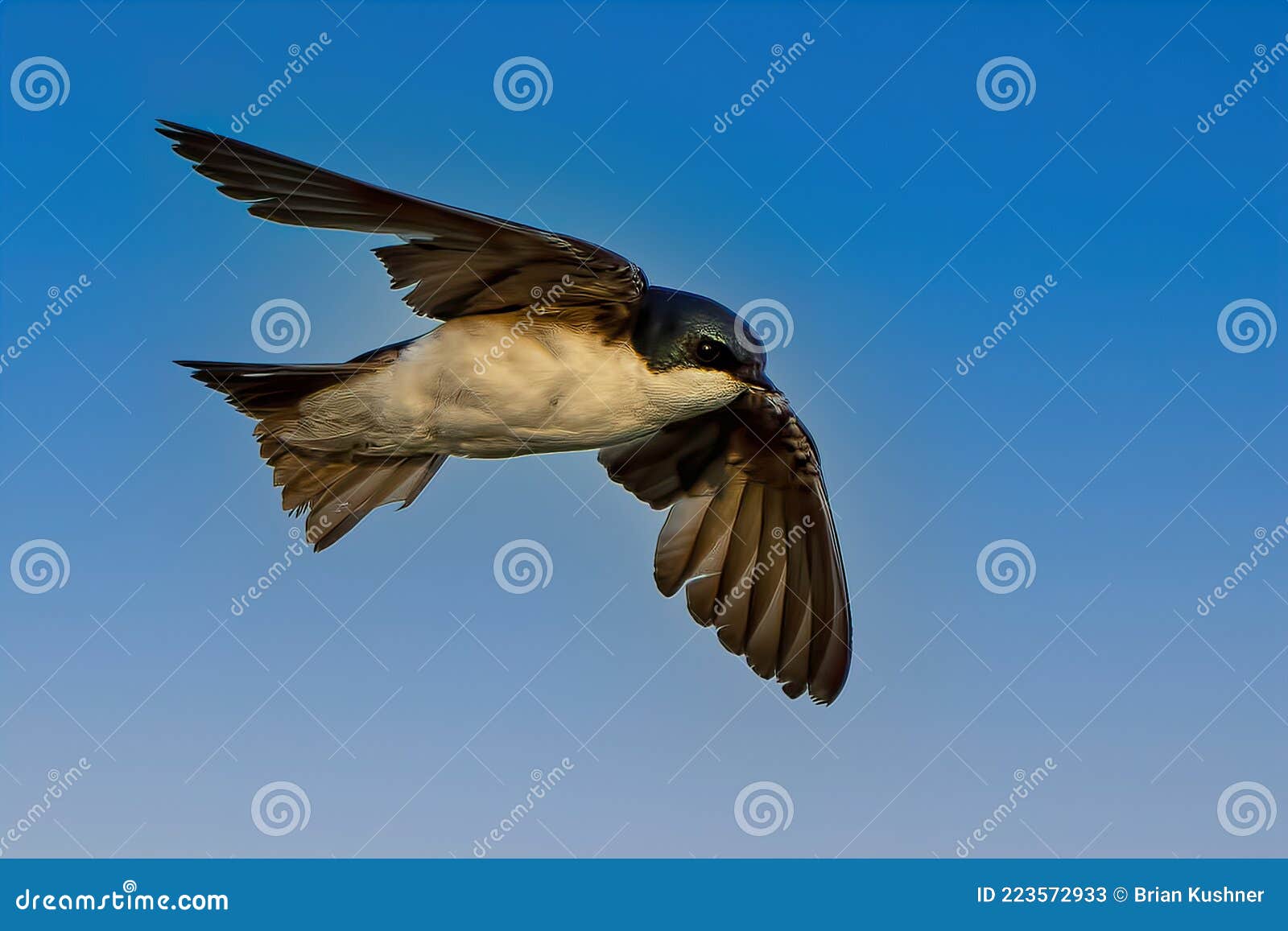 Tree Swallow in Flight stock image. Image of hawk, eagle - 223572933