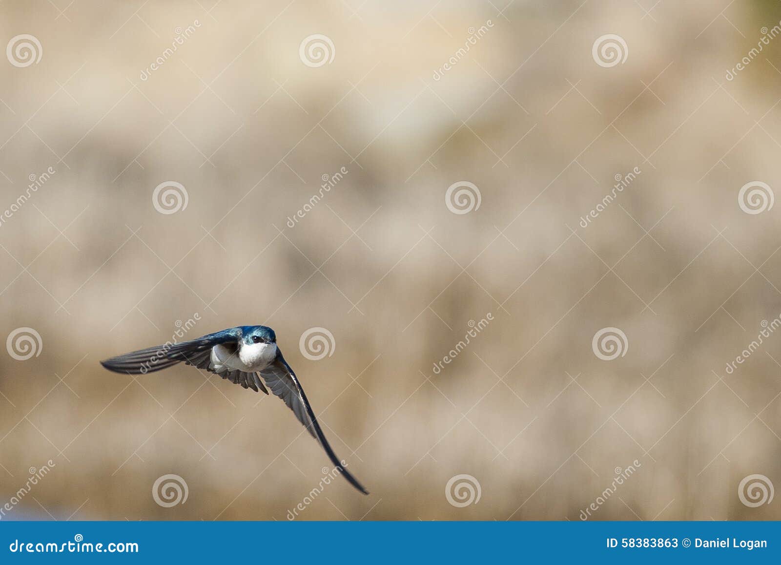 Tree Swallow in flight stock image. Image of wildlife - 58383863