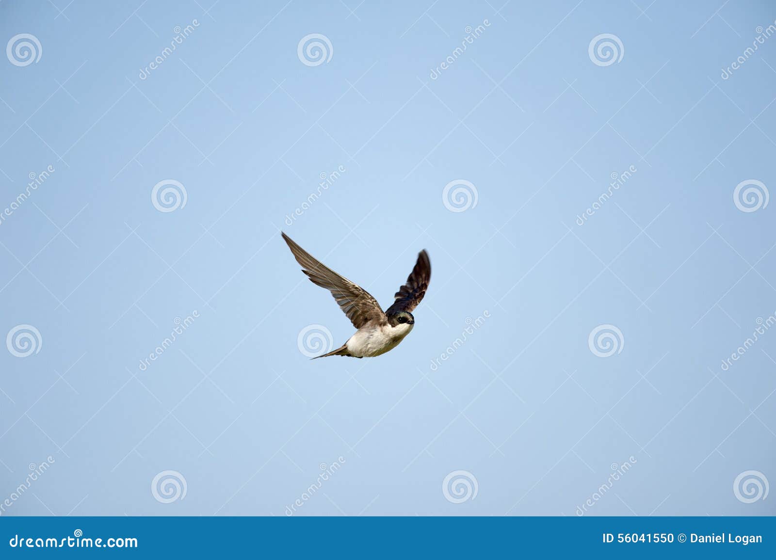 Tree Swallow in flight stock photo. Image of flying, summer - 56041550