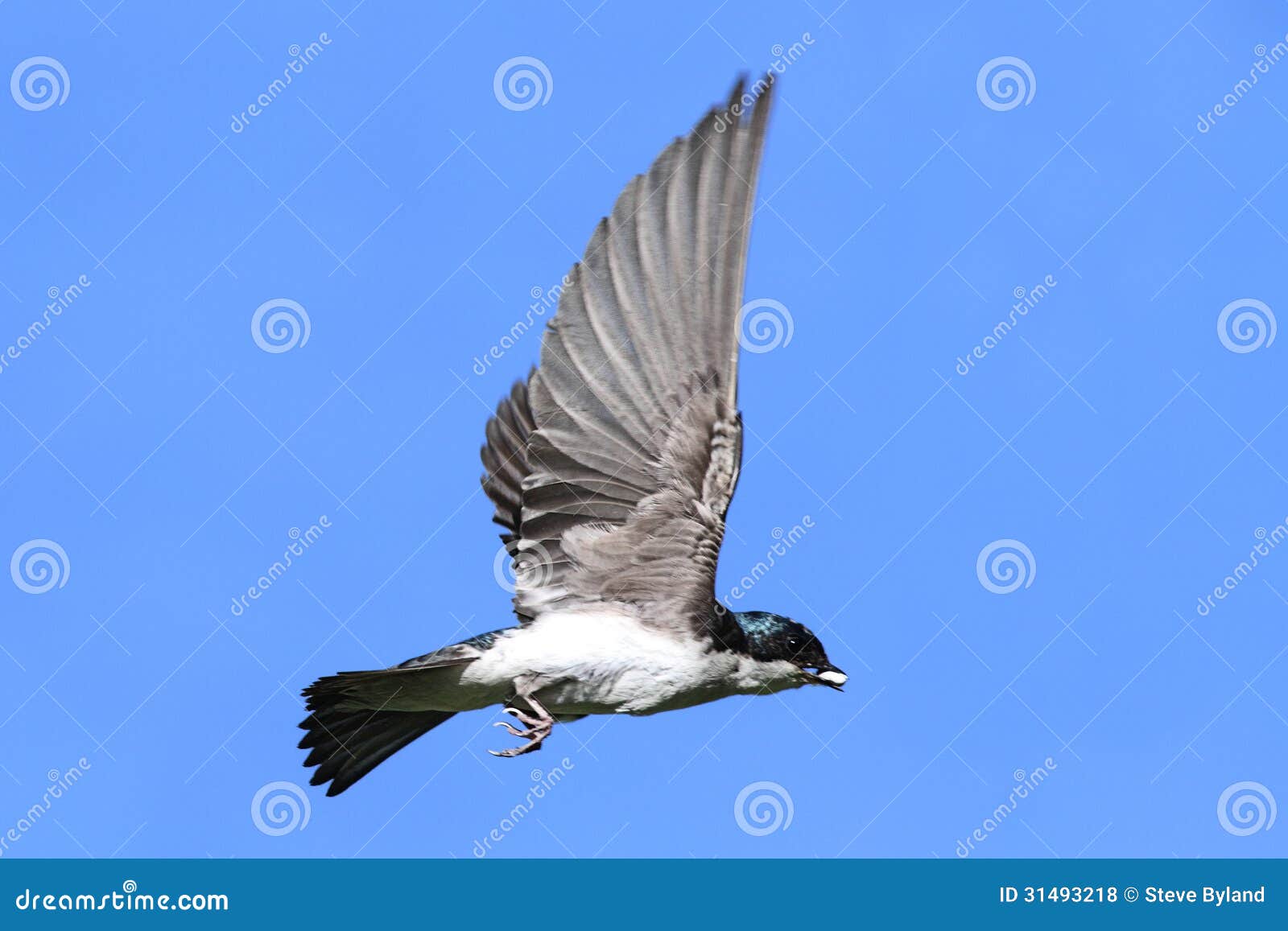 Tree Swallow in Flight stock photo. Image of animals - 31493218