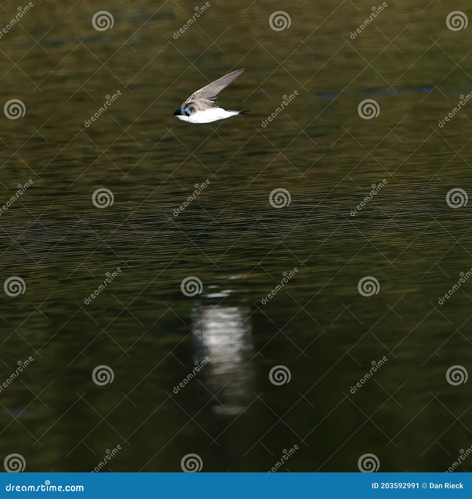 Tree Swallow Flying Over Water Stock Image - Image of nature, leaf ...