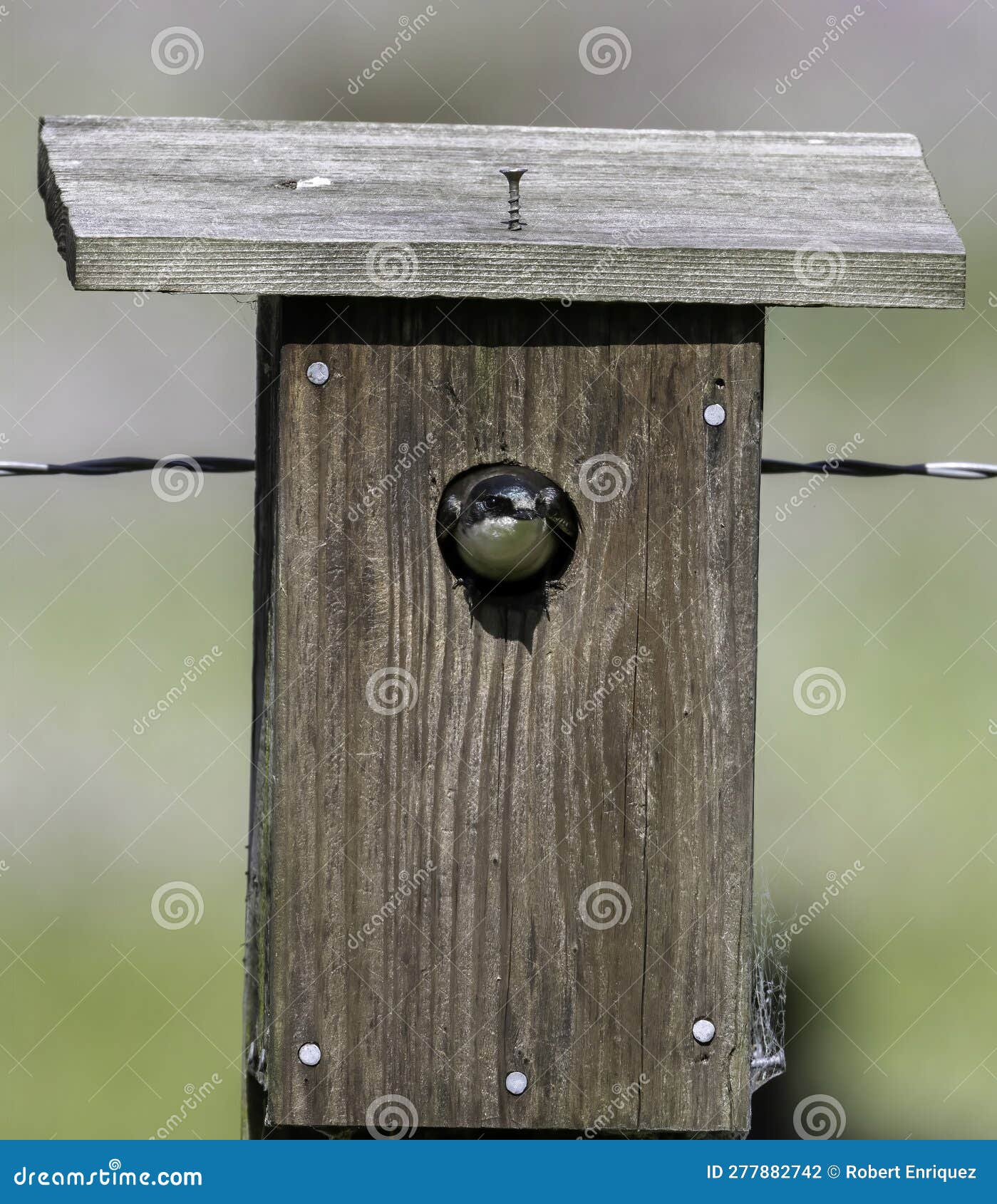 A Tree Swallow in Its Bird Box on a Farm Stock Photo - Image of bird ...