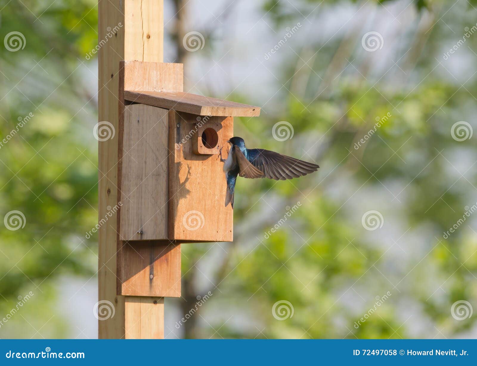 Tree Swallow Landing on Nesting Box Stock Photo - Image of swallow ...