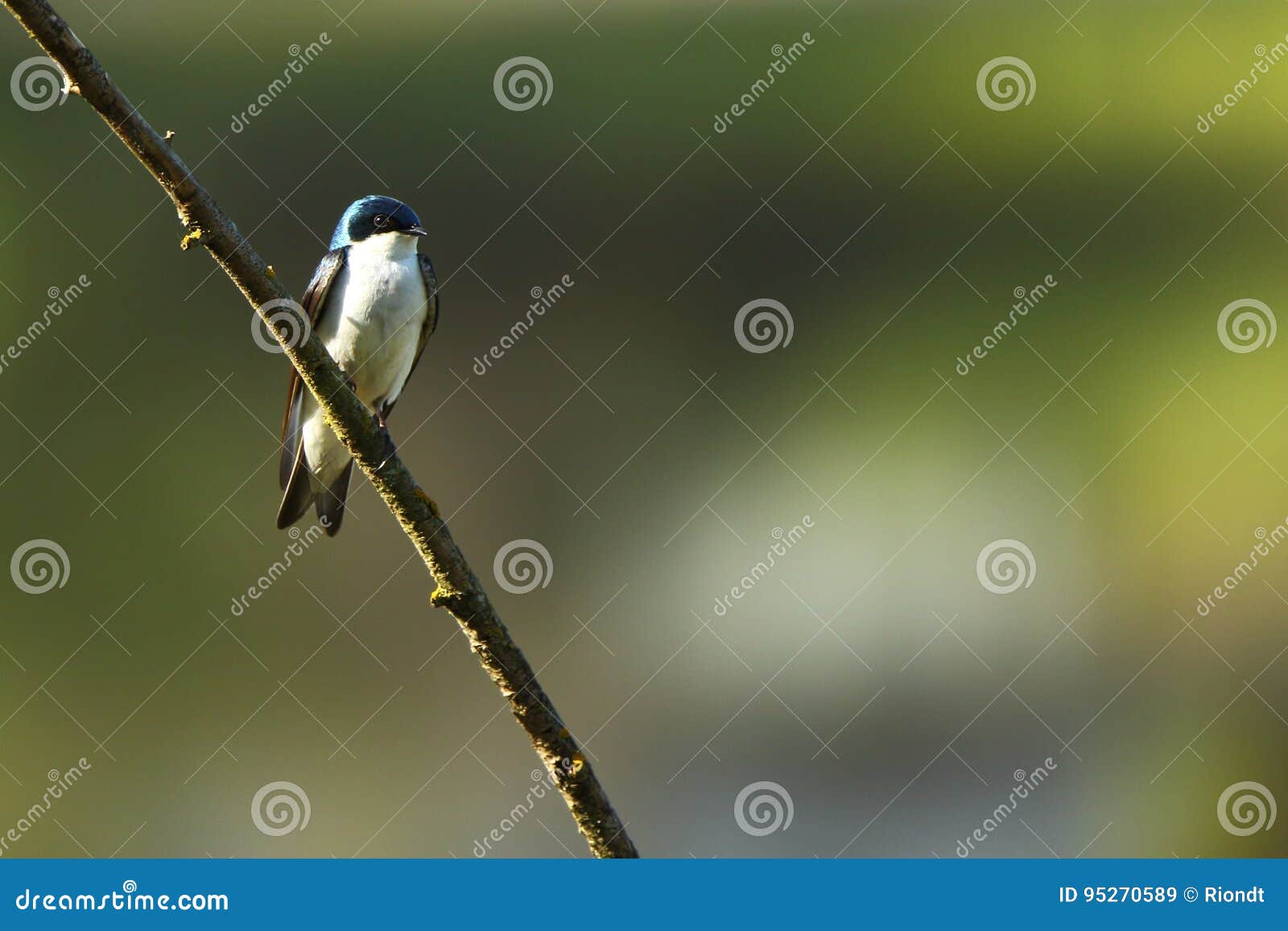 Tree swallow stock image. Image of blue, swallow, animal - 95270589