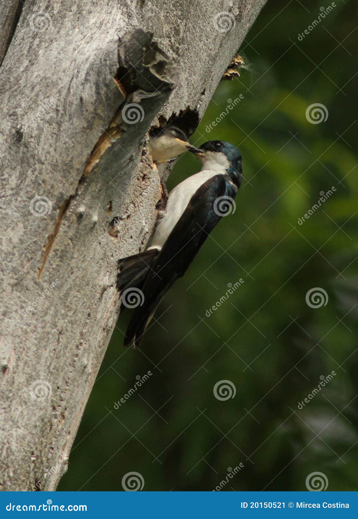 Tree swallow at nest stock image. Image of natural, birdwatching - 20150521