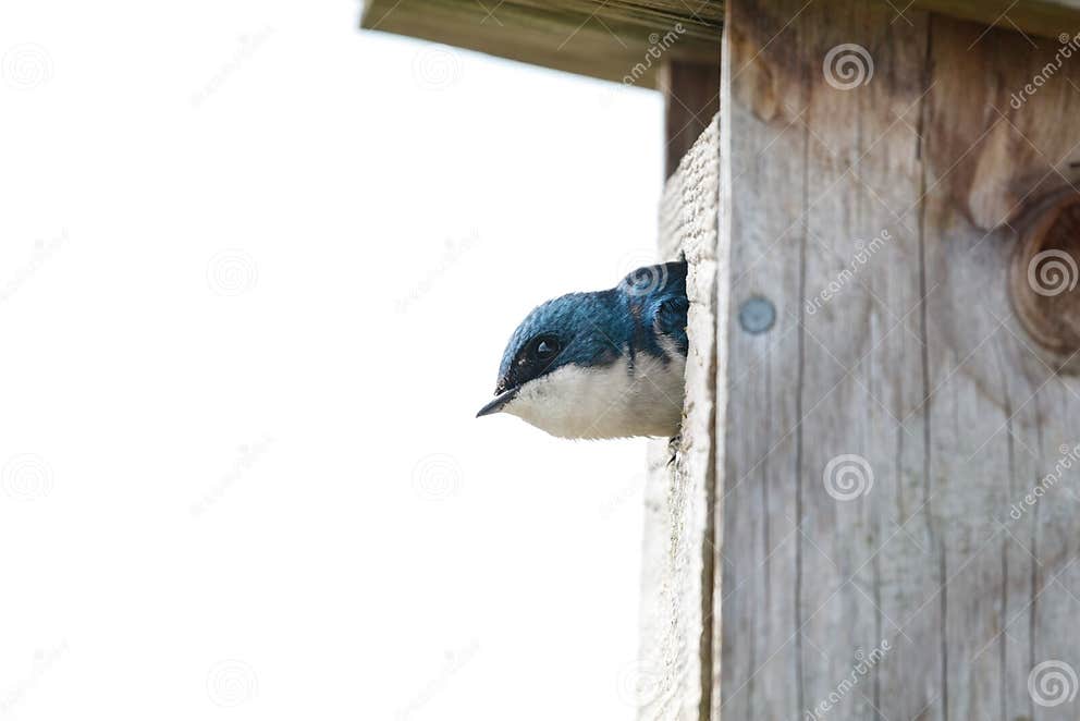 Tree Swallow on a nest box stock photo. Image of bird - 92436458