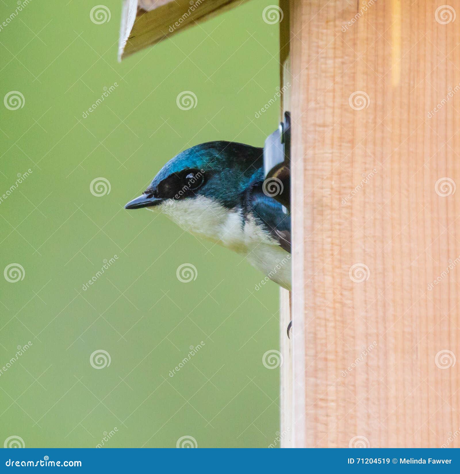 Tree Swallow in a Nest Box stock image. Image of bicolor - 71204519