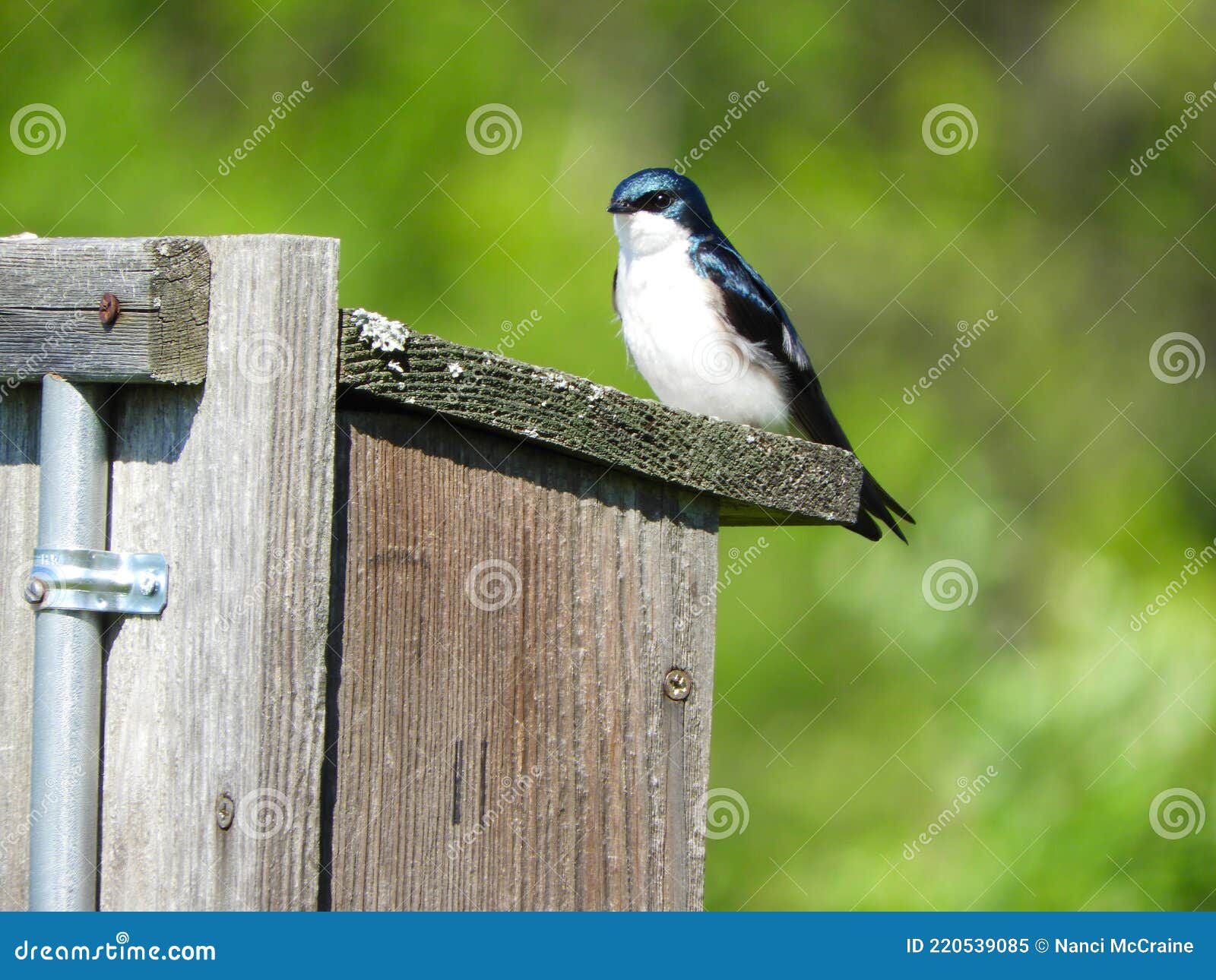 Tree Swallow Nest