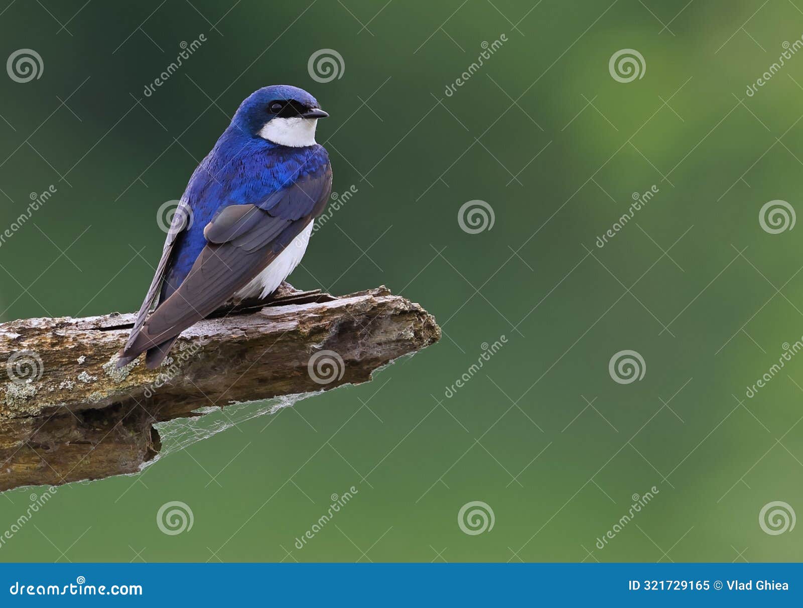 Tree Swallow Perched on a Tree Branch with Green Background Stock Image ...