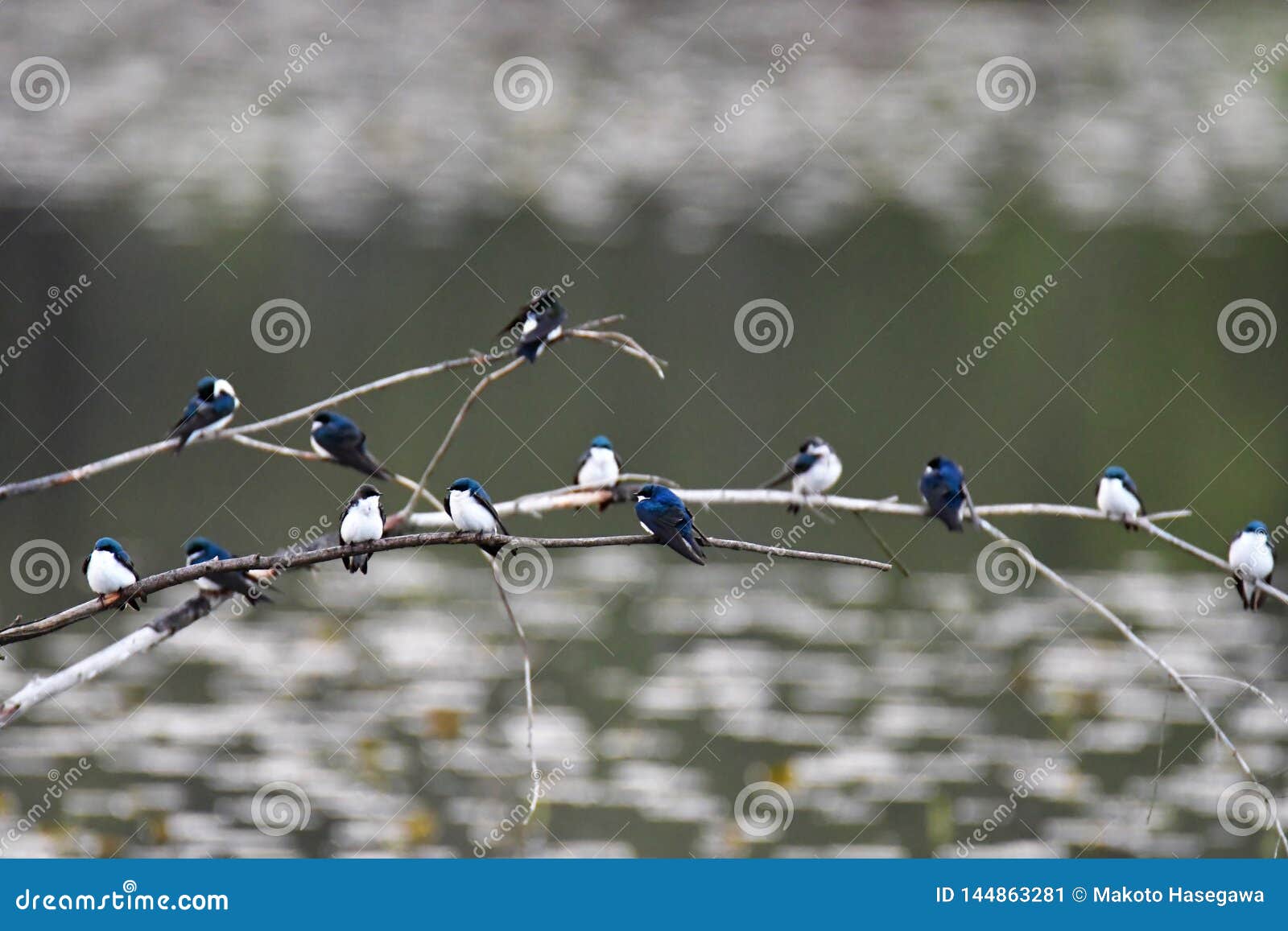 The Tree Swallow S are Flocking Together on the Branches. Stock Image ...