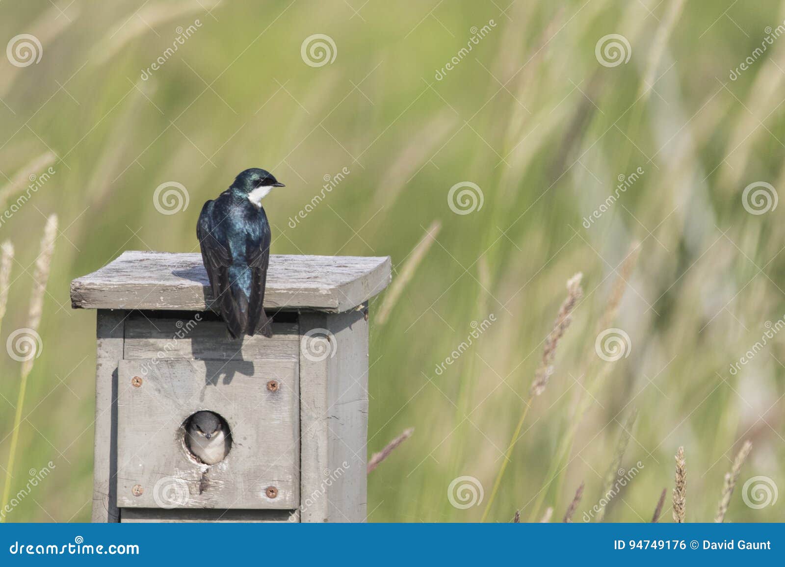Tree Swallow stock photo. Image of swallow, nesting, wildlife - 94749176