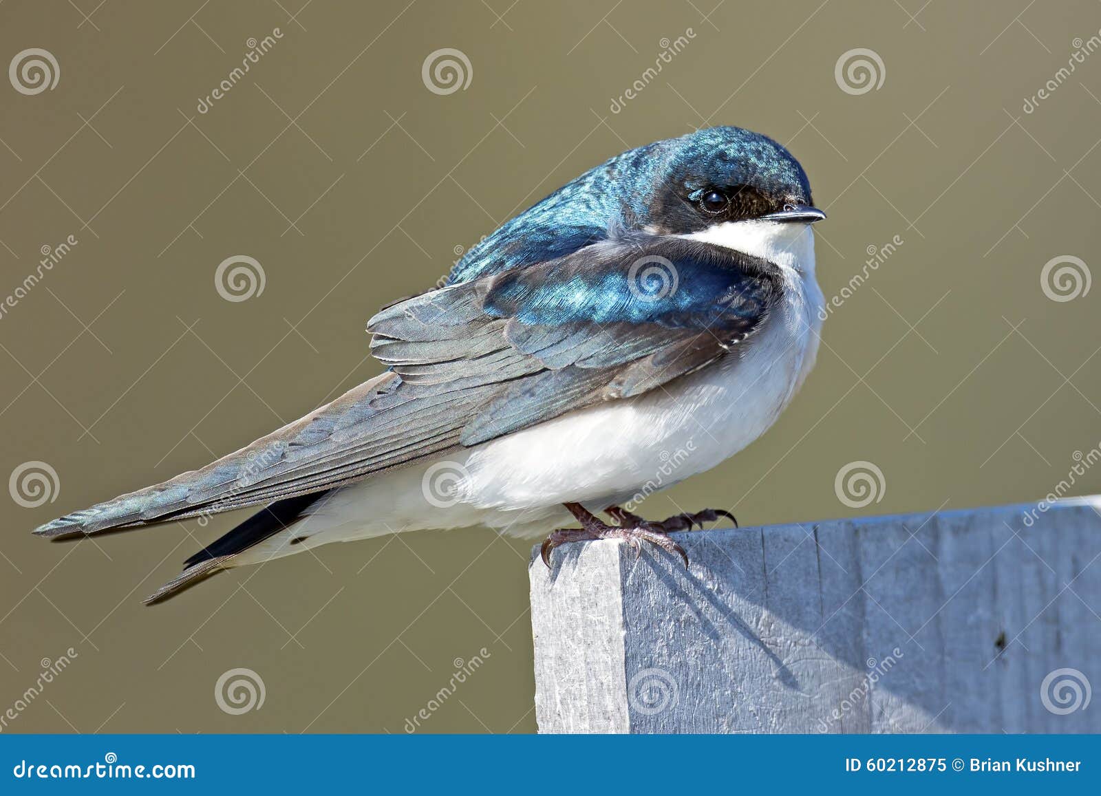 Tree Swallow stock image. Image of wings, wildlife, tachycineta - 60212875