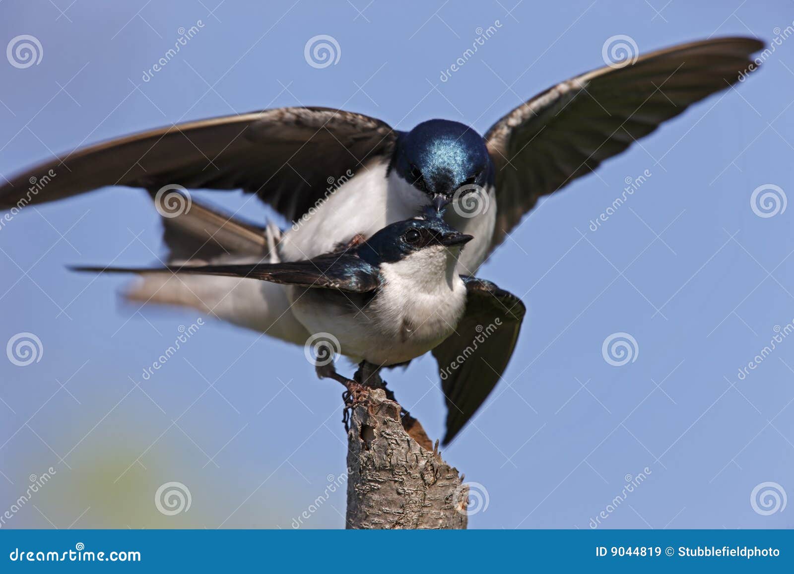 Tree Swallow (Tachycineta Bicolor) Stock Image - Image of wing, nature ...