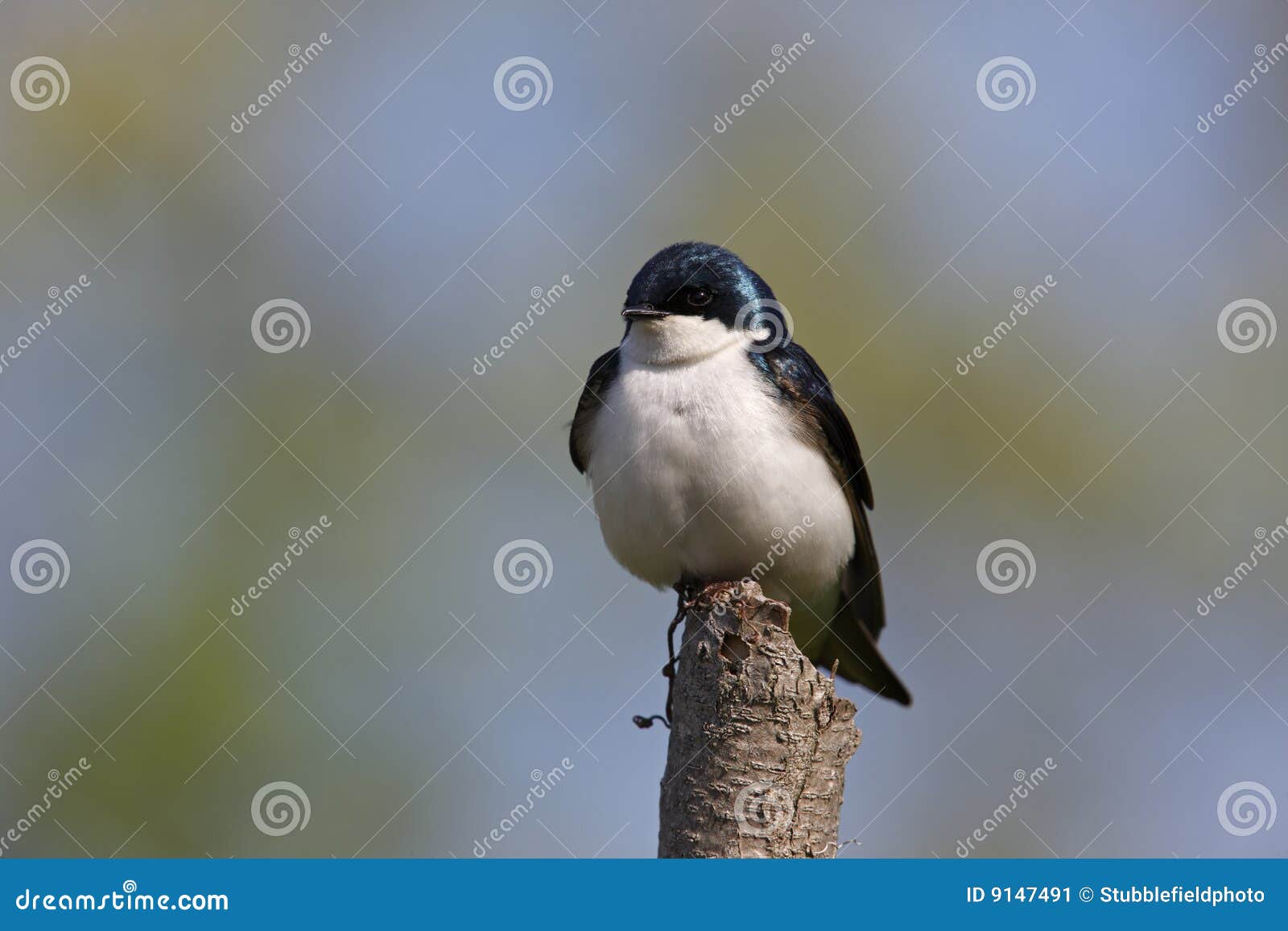 Tree Swallow (Tachycineta Bicolor) Stock Image - Image of beak ...