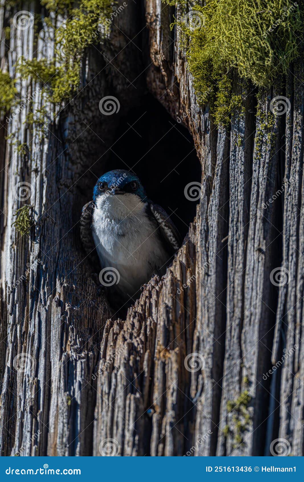 Tree Swallow in Front of Its Nesting Cavity Stock Photo - Image of ...