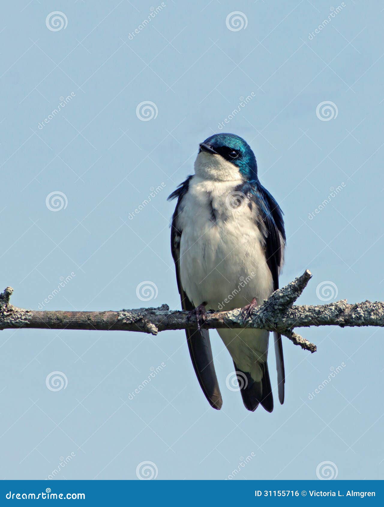 Tree Swallow (tachycineta Bicolor) Stock Photo - Image of branch ...