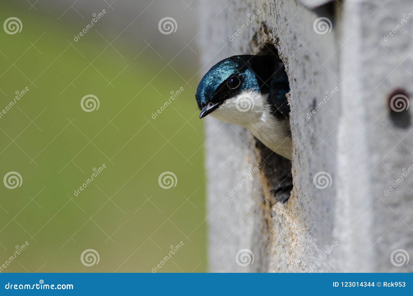 Tree Swallow Taking a Peak from Its Weathered Wooden Nesting Box Stock ...