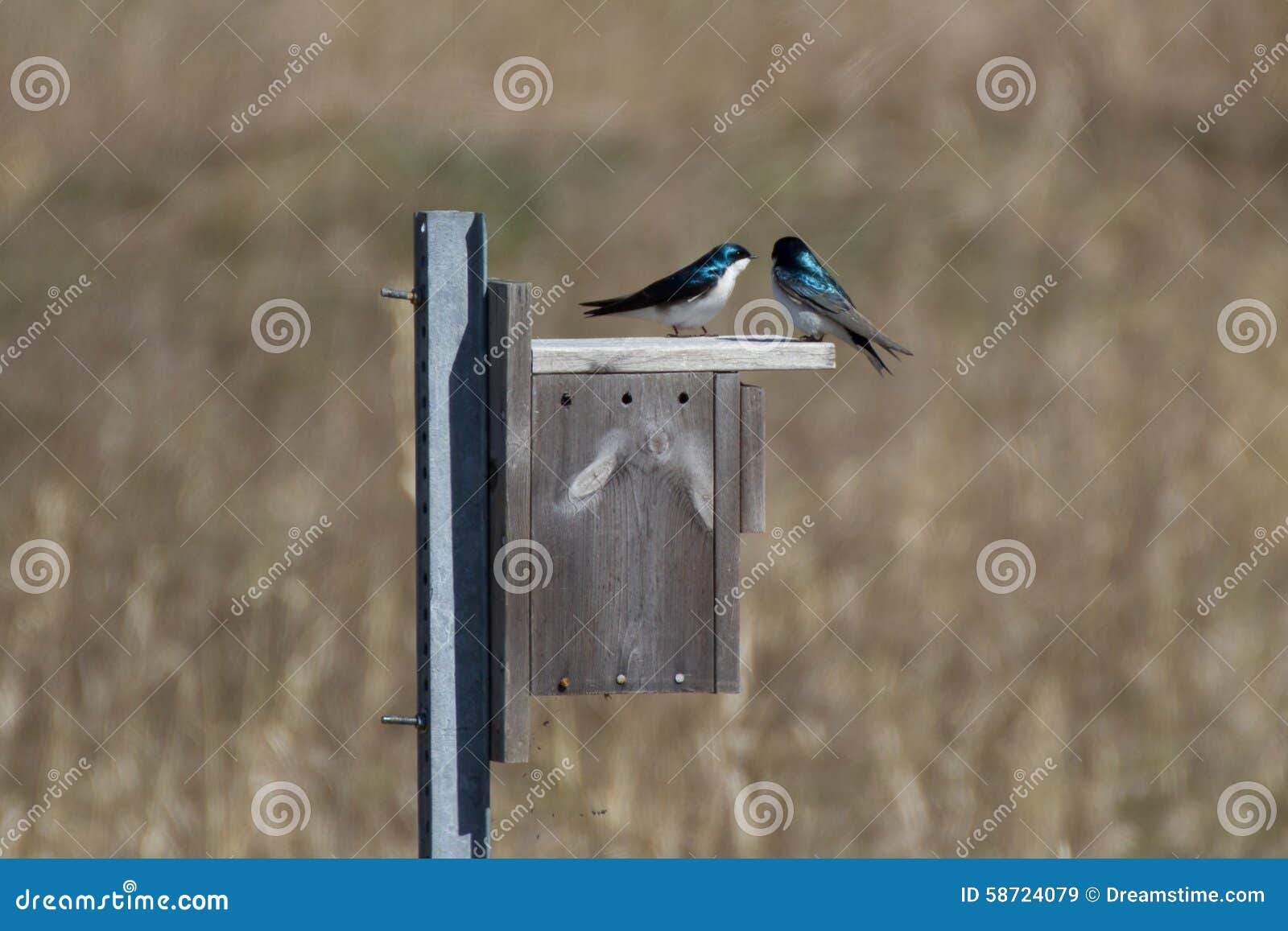 Tree Swallows stock image. Image of spring, nesting, tree - 58724079