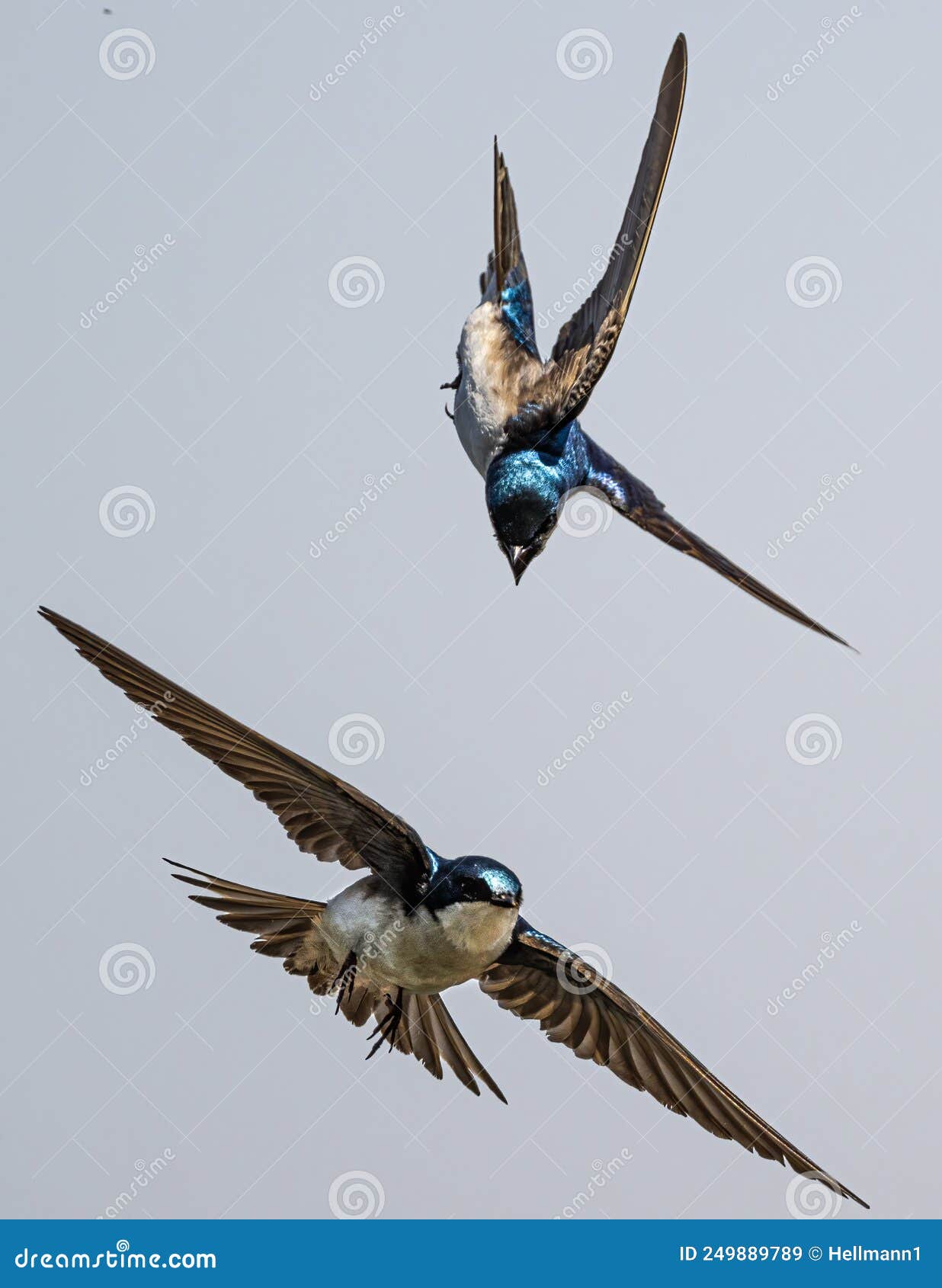 Tree Swallows in Action stock image. Image of squawk - 249889789