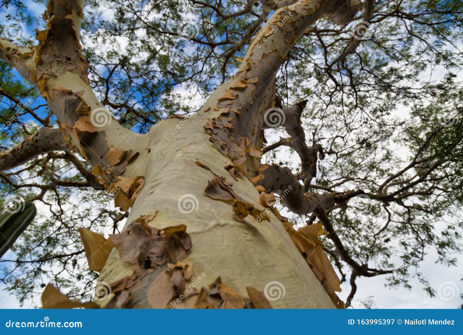 Tree Swamp Birch Betula Pumila Stock Image - Image of morning ...