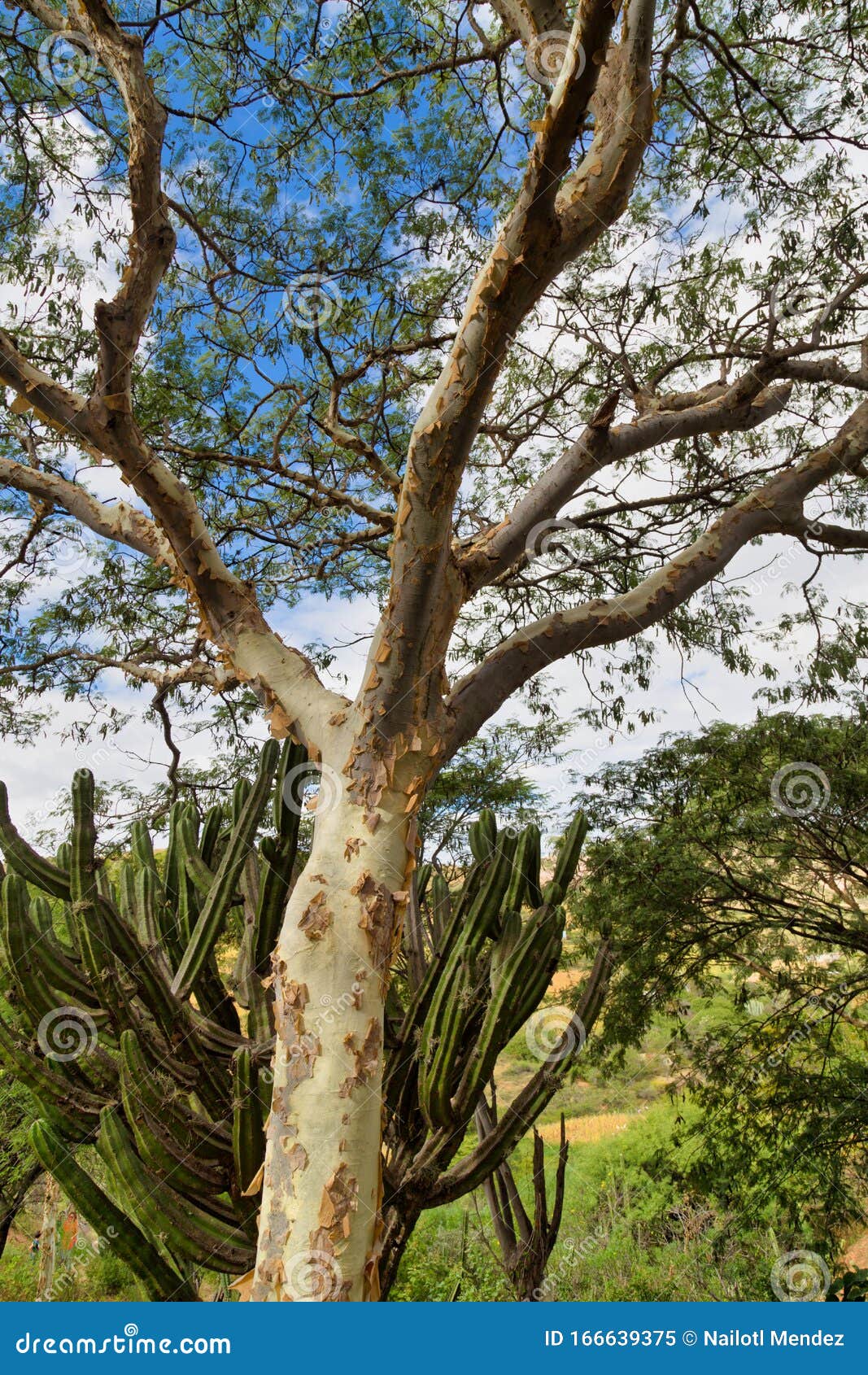 Tree Swamp Birch & X28;Betula Pumila Stock Image - Image of moor ...
