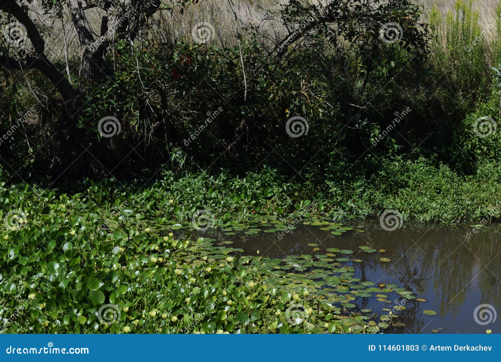 Tree on a Swamp and Grass, Flowers on a Swamp Stock Image - Image of ...