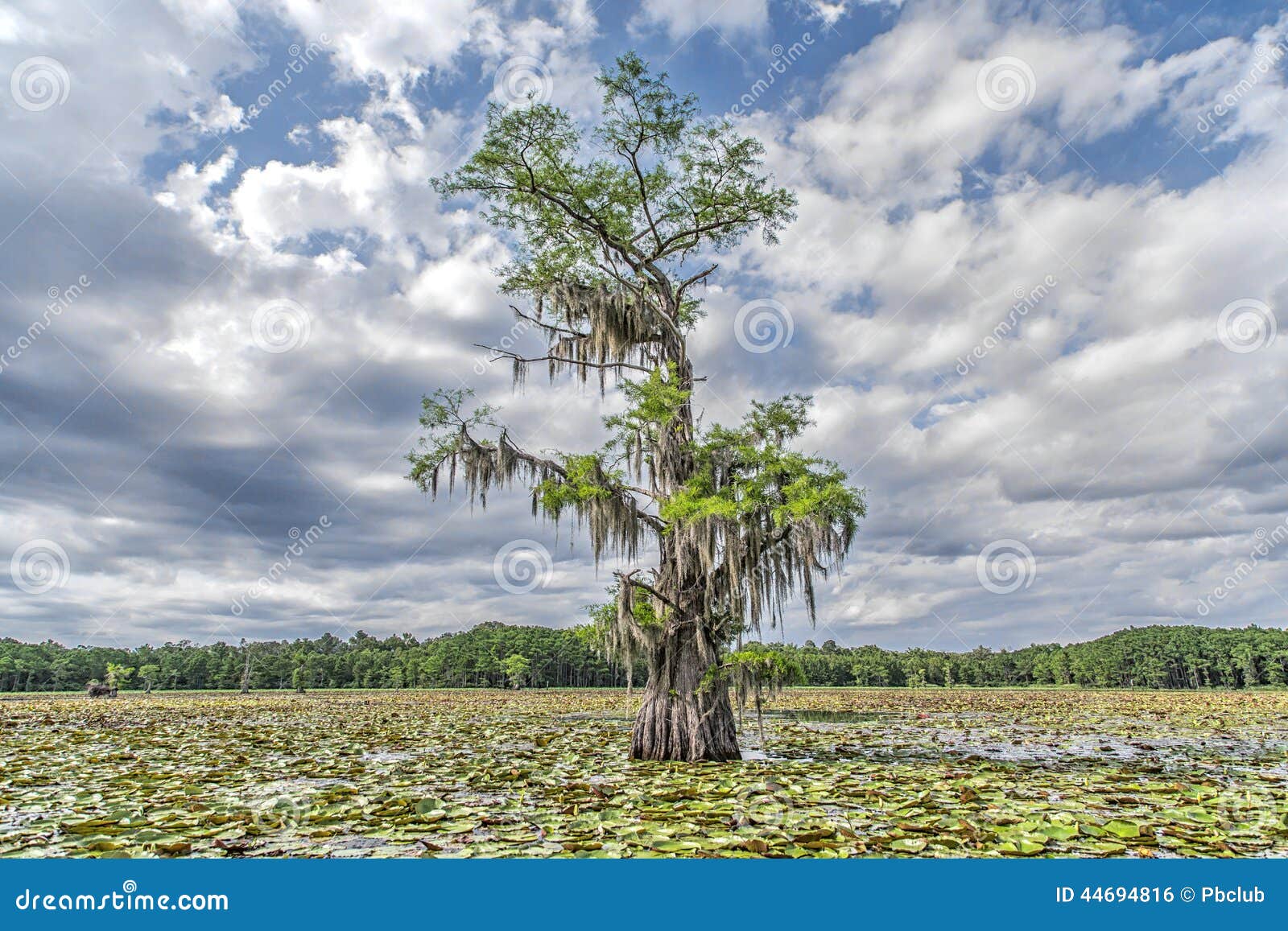 Tree on swamp stock photo. Image of wetlands, flood, skies - 44694816
