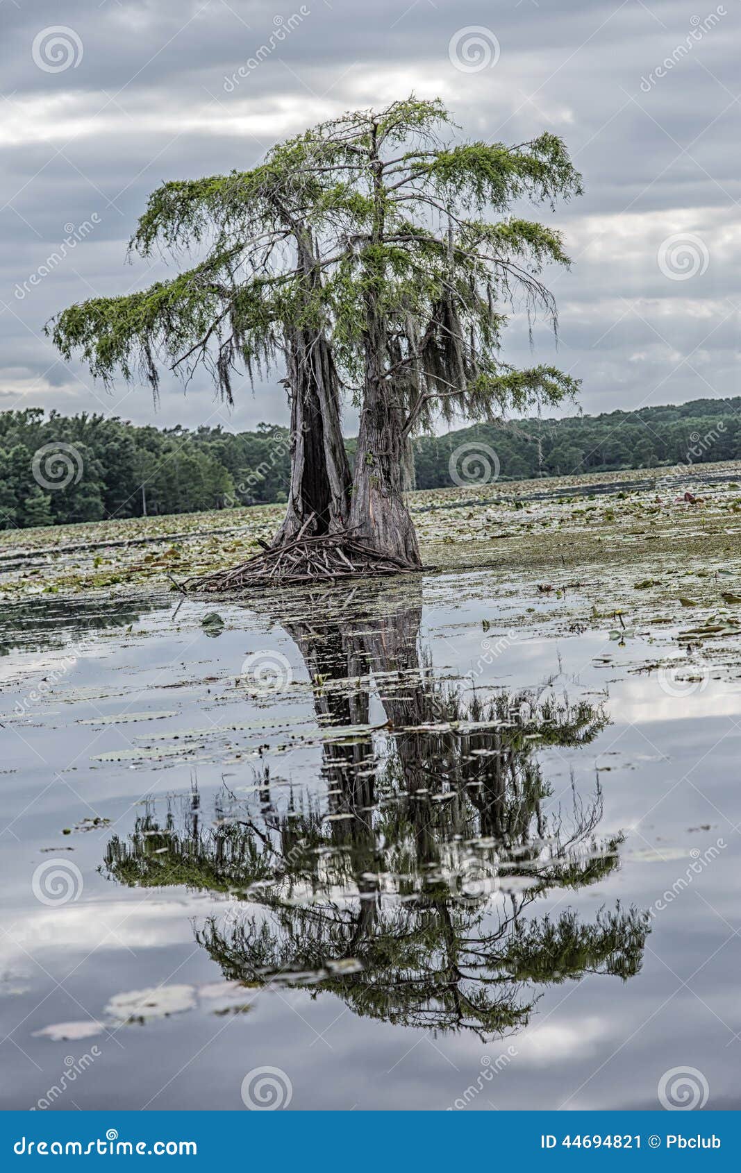 Tree in swamp stock image. Image of wetland, landscape - 44694821